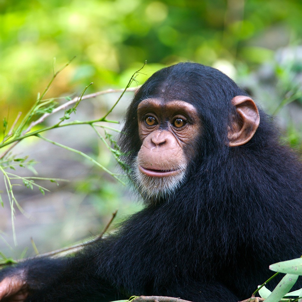 Primate Ancien Monde (E)