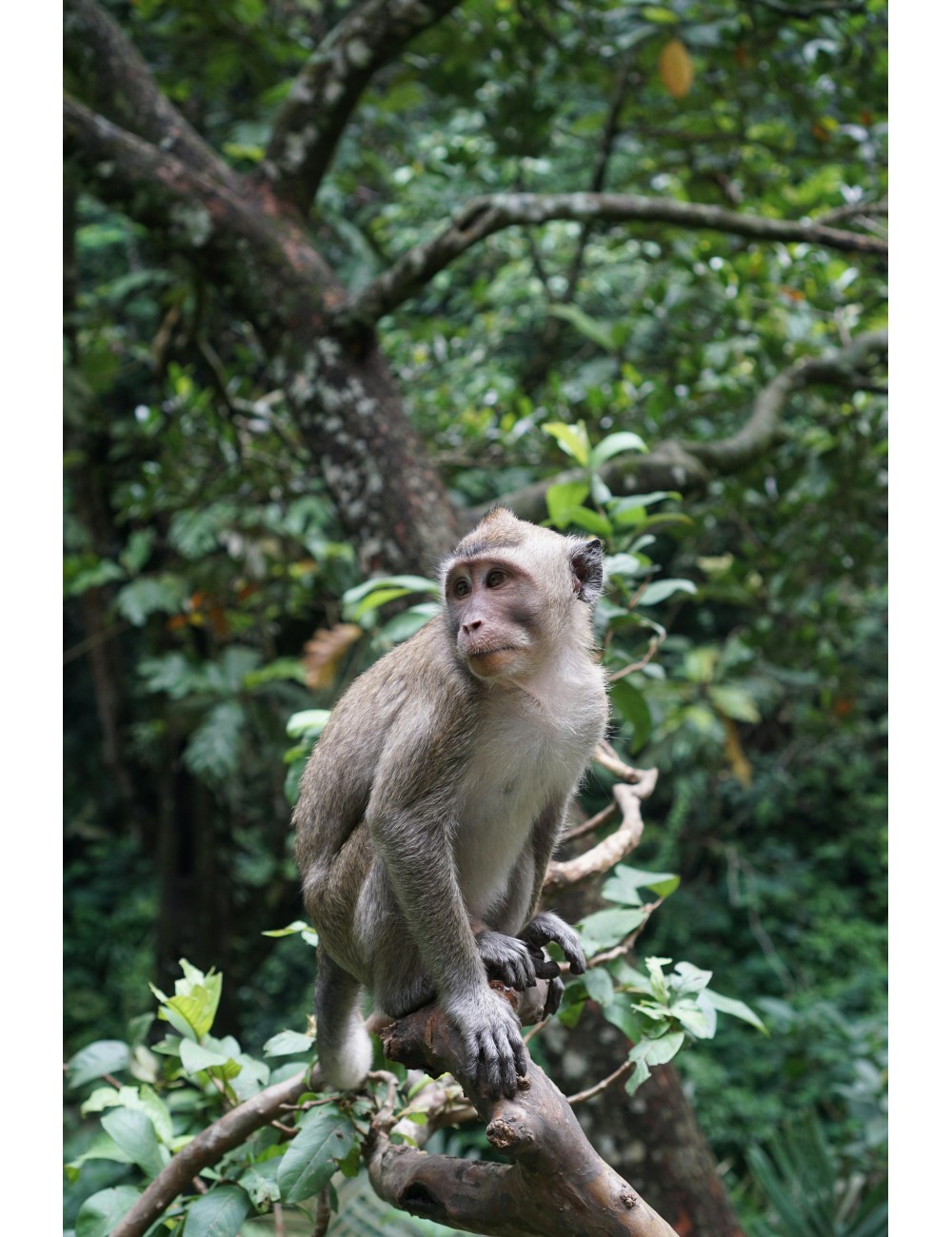 Primate Maintenance Biscuit