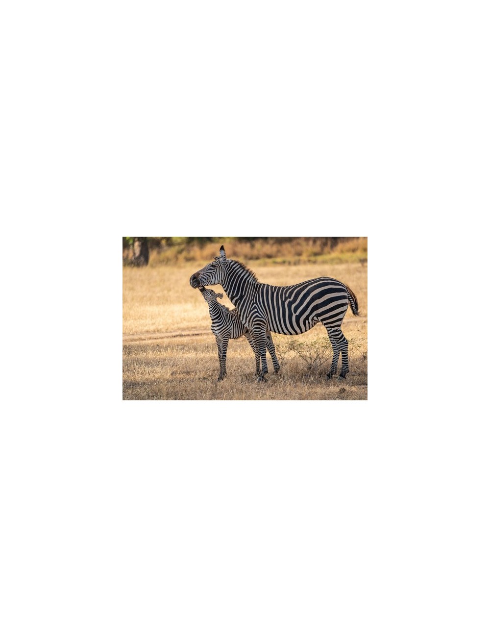 Zebra Pellets