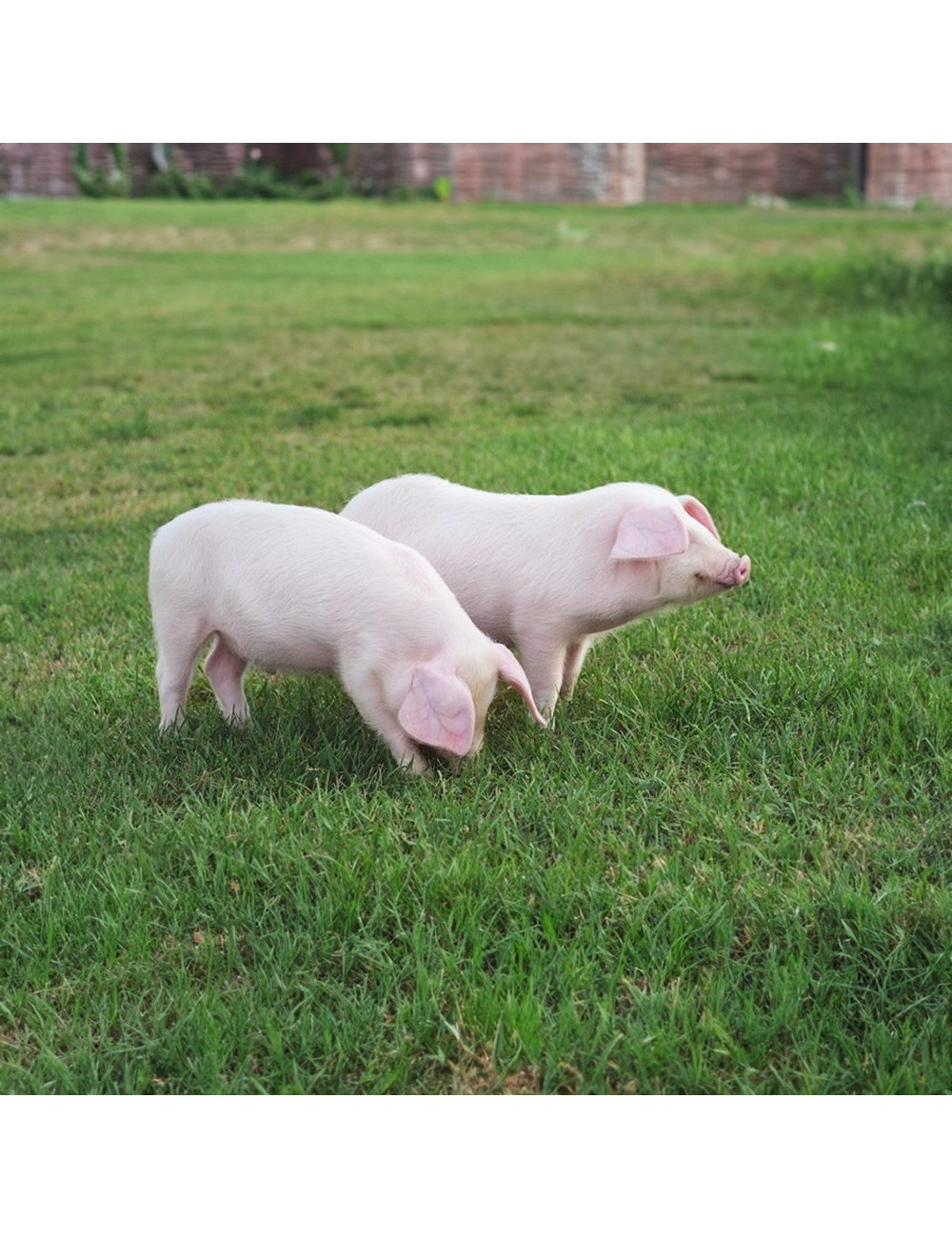 Pig