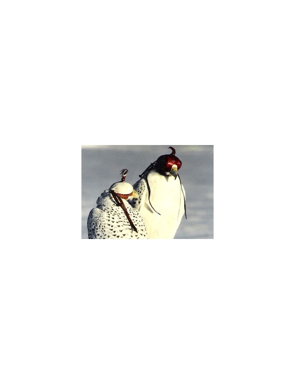 Chaperon animal pour faucons, vautours, aigles et petits rapaces
