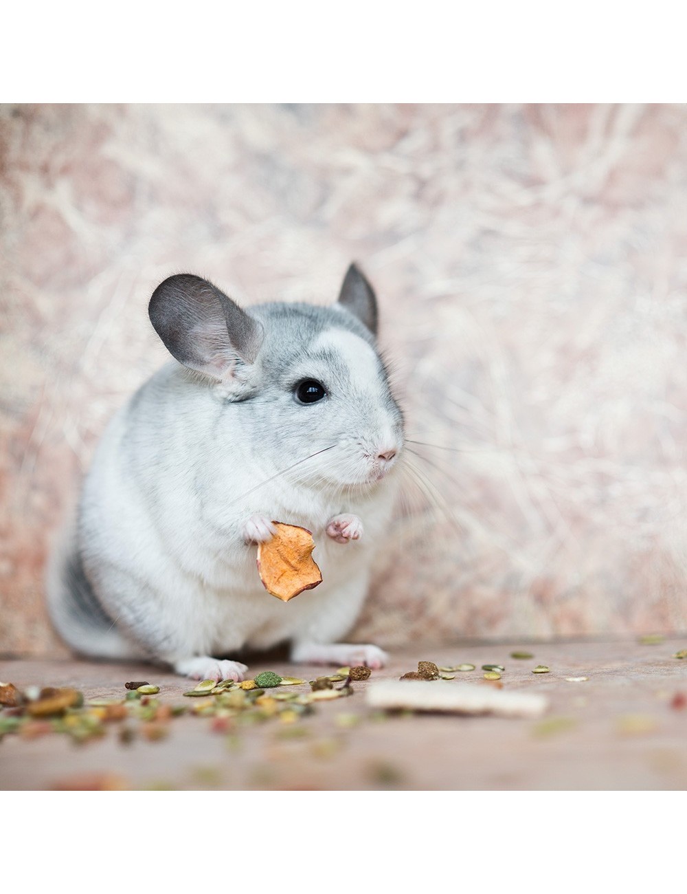 Chincilla & Degus Breeder
